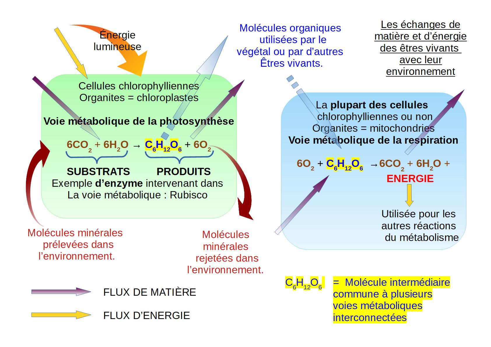 Réaliser un schéma bilan fonctionnel : le métabolisme des cellules
